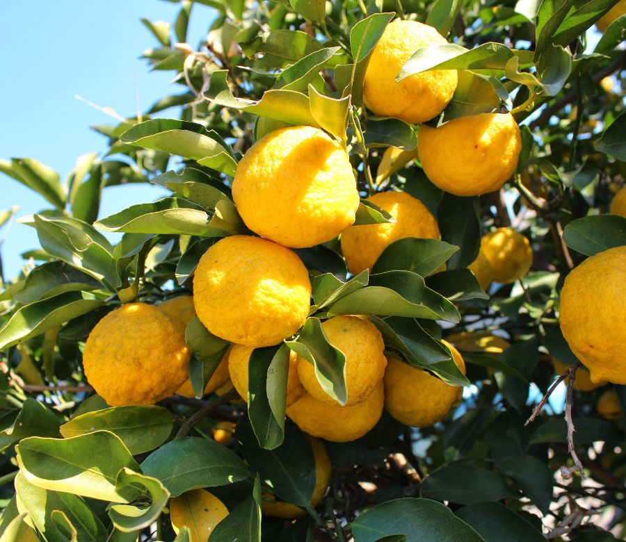 The Zesty Tale of Japanese Yuzu: A Citrus Odyssey - Foodex