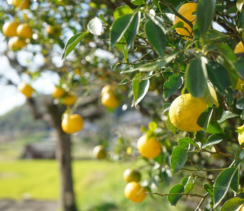 The Zesty Tale of Japanese Yuzu: A Citrus Odyssey - Foodex