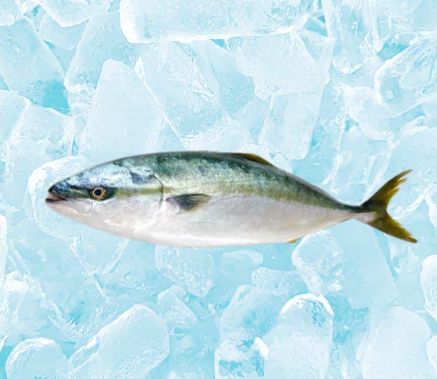 The Japanese yellowtail Buri, Japan’s favorite fish - Foodex
