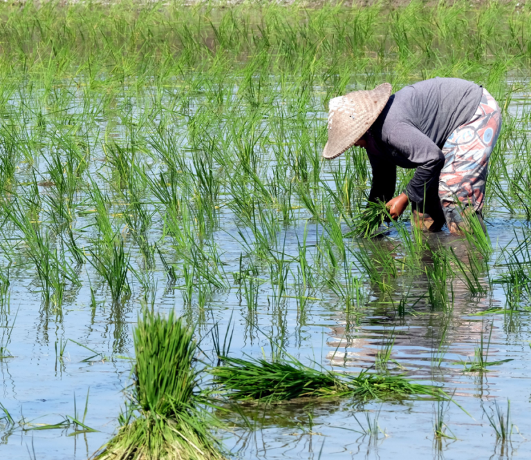 Discover Iwate’s Akitakomachi rice - Foodex